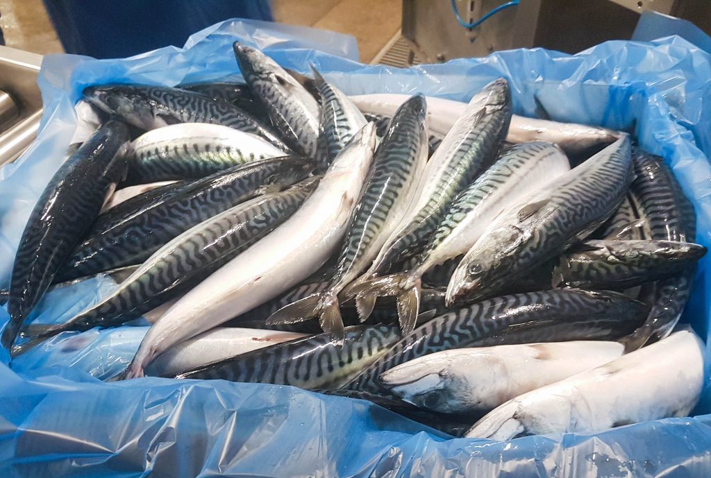 Carton of Nigerian Ice Titus Fish 20kg - African Market Dubai